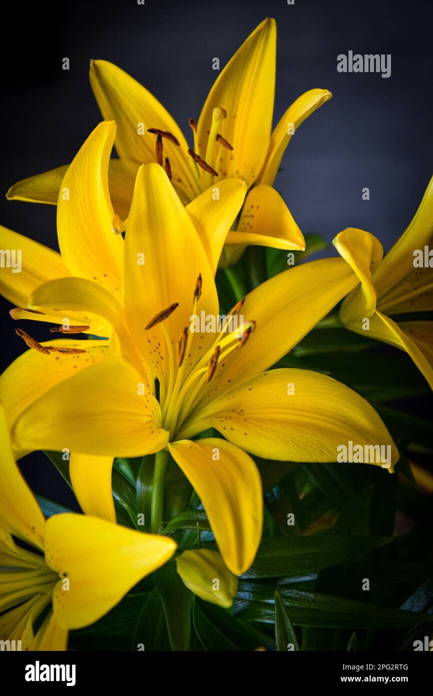 A miracle of nature, the yellow lily flower Stock Photo - Alamy
