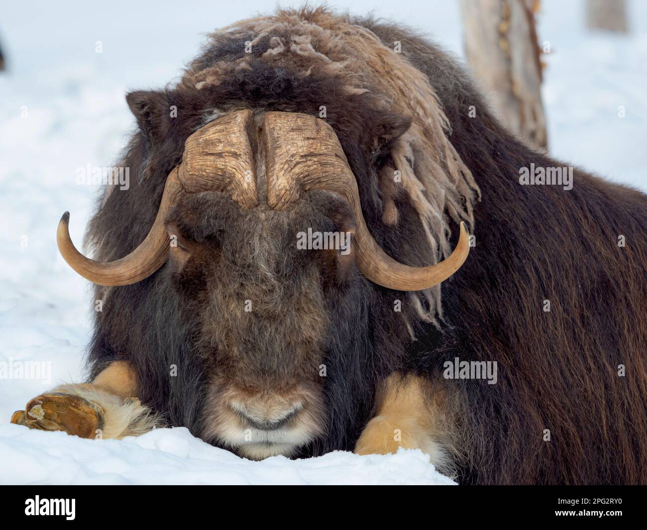 Male Muskox (or Muskoxen, Ovibos moschatus) in deep snow during winter ...