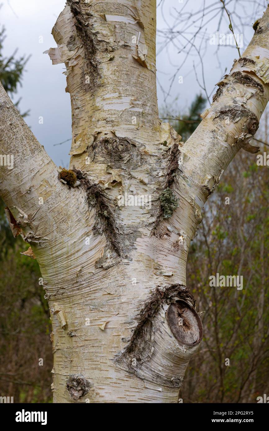 Close-up of a tree-trunk and main branches: Silver Birch tree (Betula ...