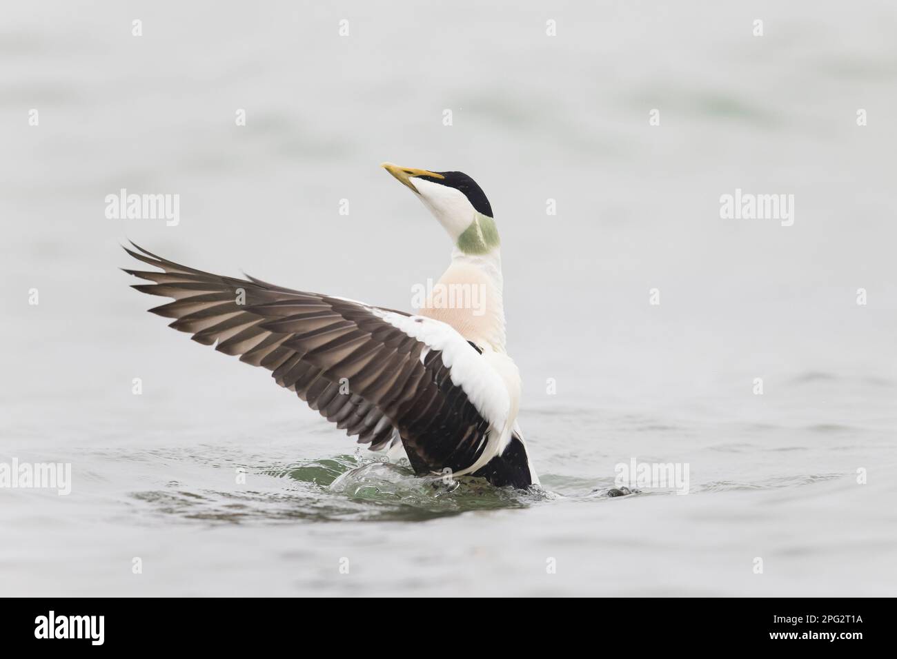 Eider flapping wings water hi-res stock photography and images - Alamy