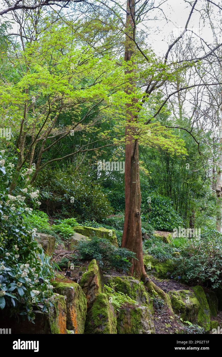 Devon gully hi-res stock photography and images - Alamy