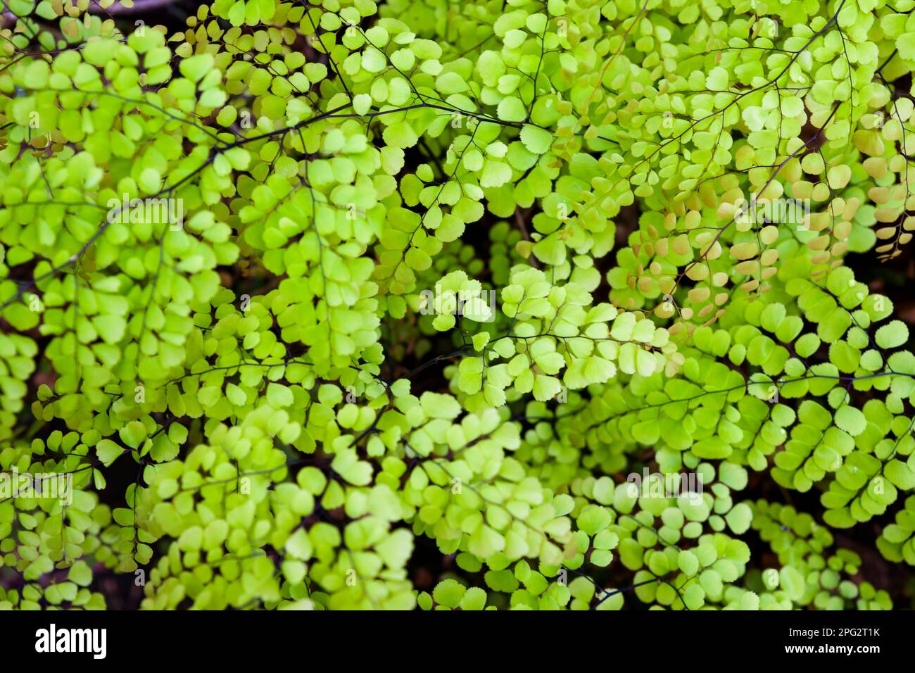 Close-up of the foliage of Adiantum venustum (Maidenhair fern) in the ...