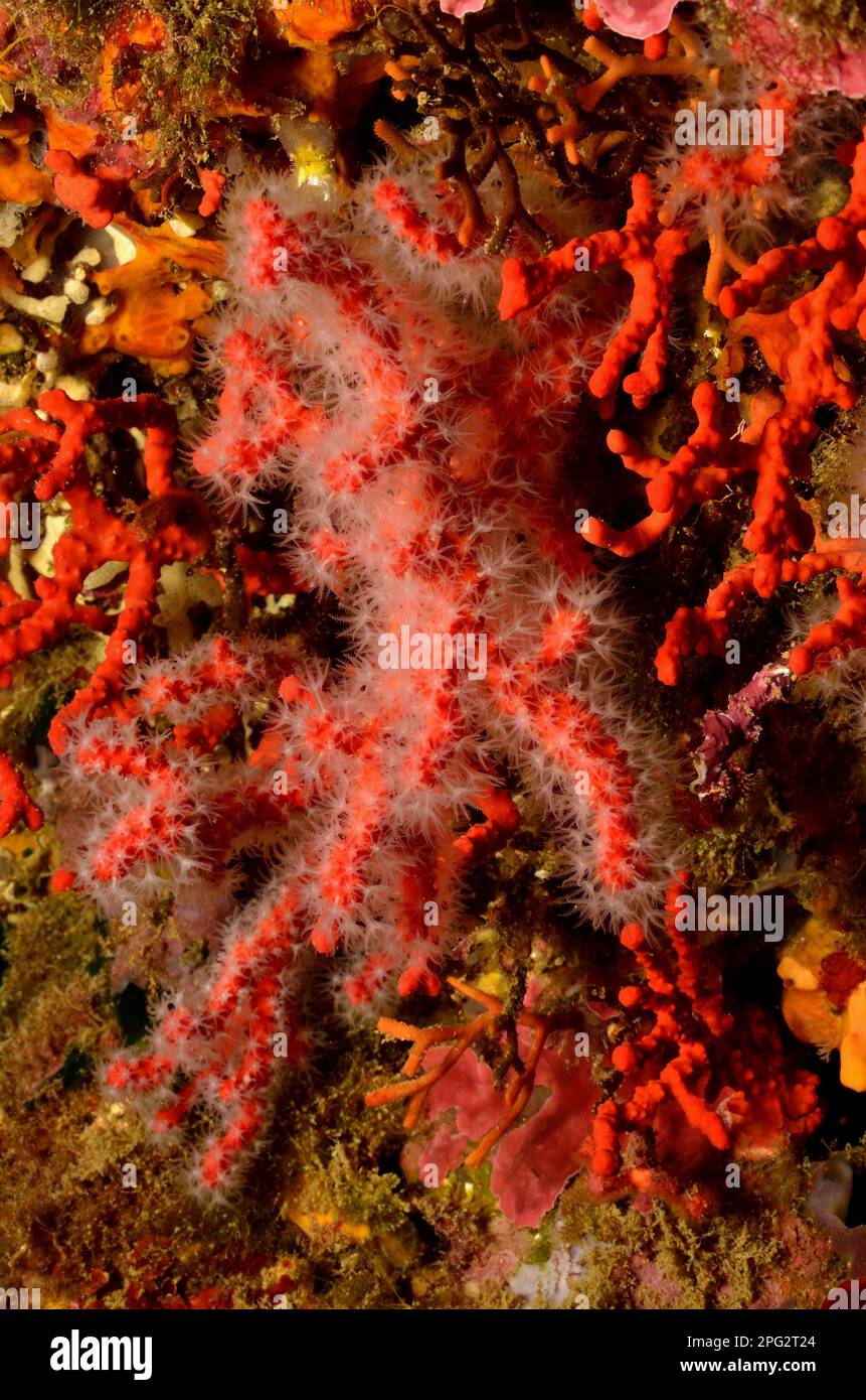 Red coral precious hi-res stock photography and images - Alamy