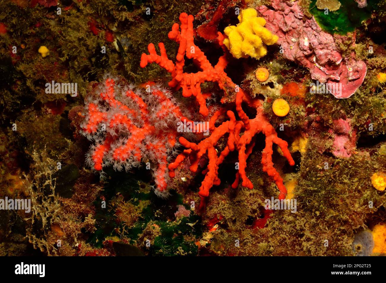 Corallium rubrum, Edelkoralle, red coral, precious coral Stock Photo ...