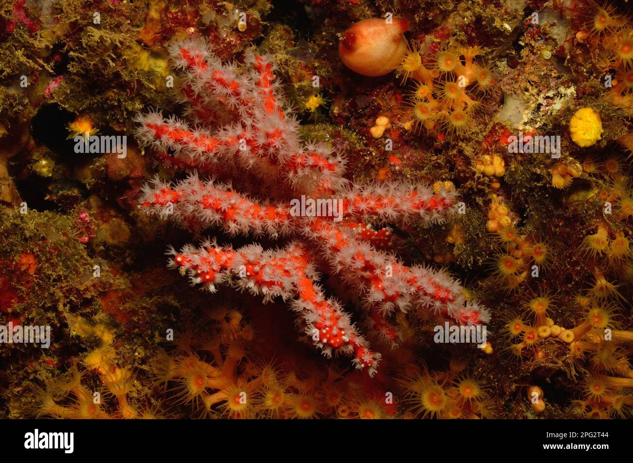 Corallium rubrum, Edelkoralle, red coral, precious coral Stock Photo ...