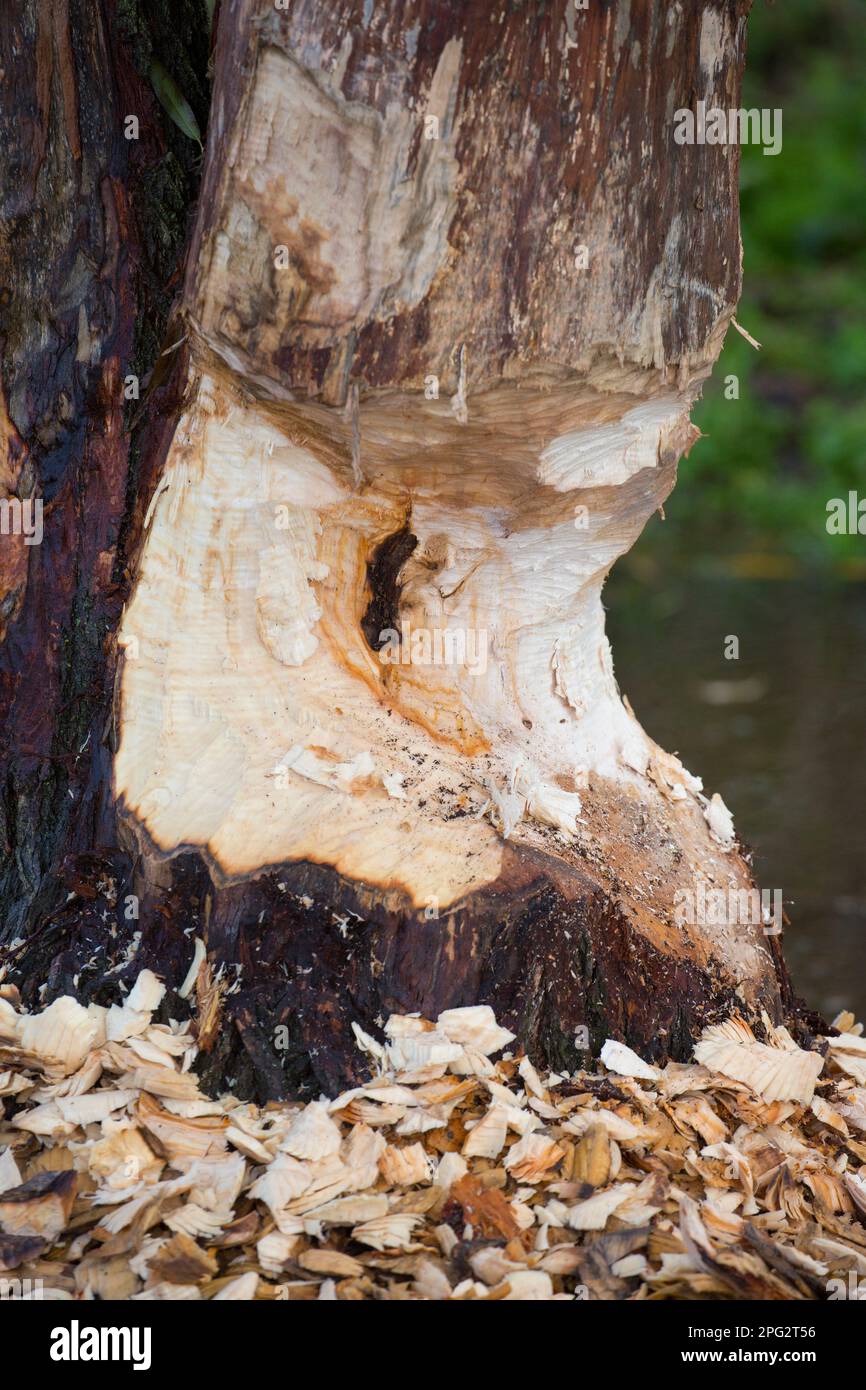 European Beaver (Castor fiber). Tree damaged by a beaver. Germany Stock ...