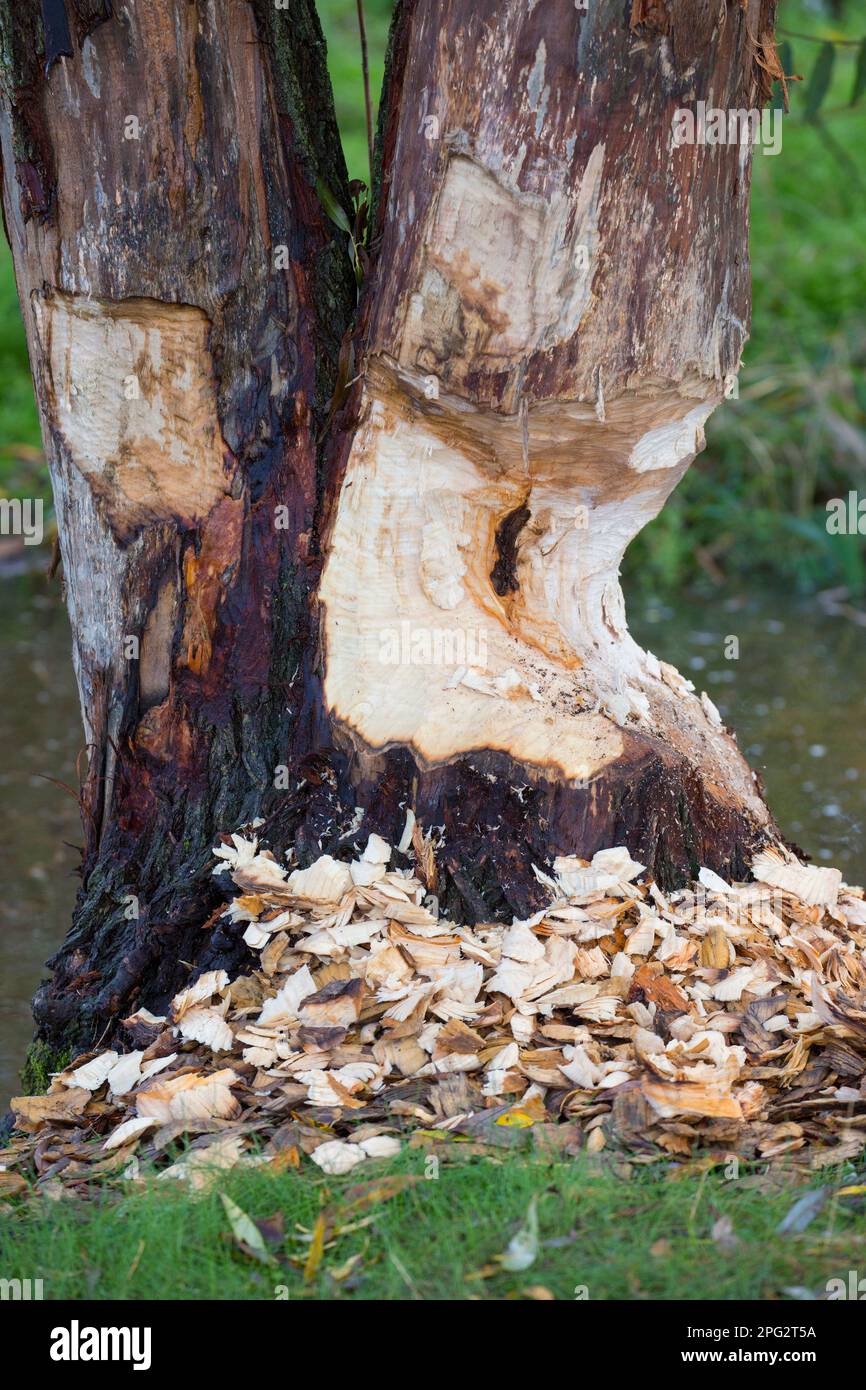 European Beaver (Castor fiber). Tree damaged by a beaver. Germany Stock ...