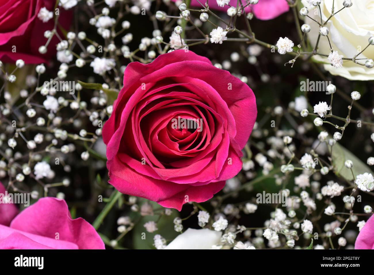 Gyp bouquet hi-res stock photography and images - Alamy