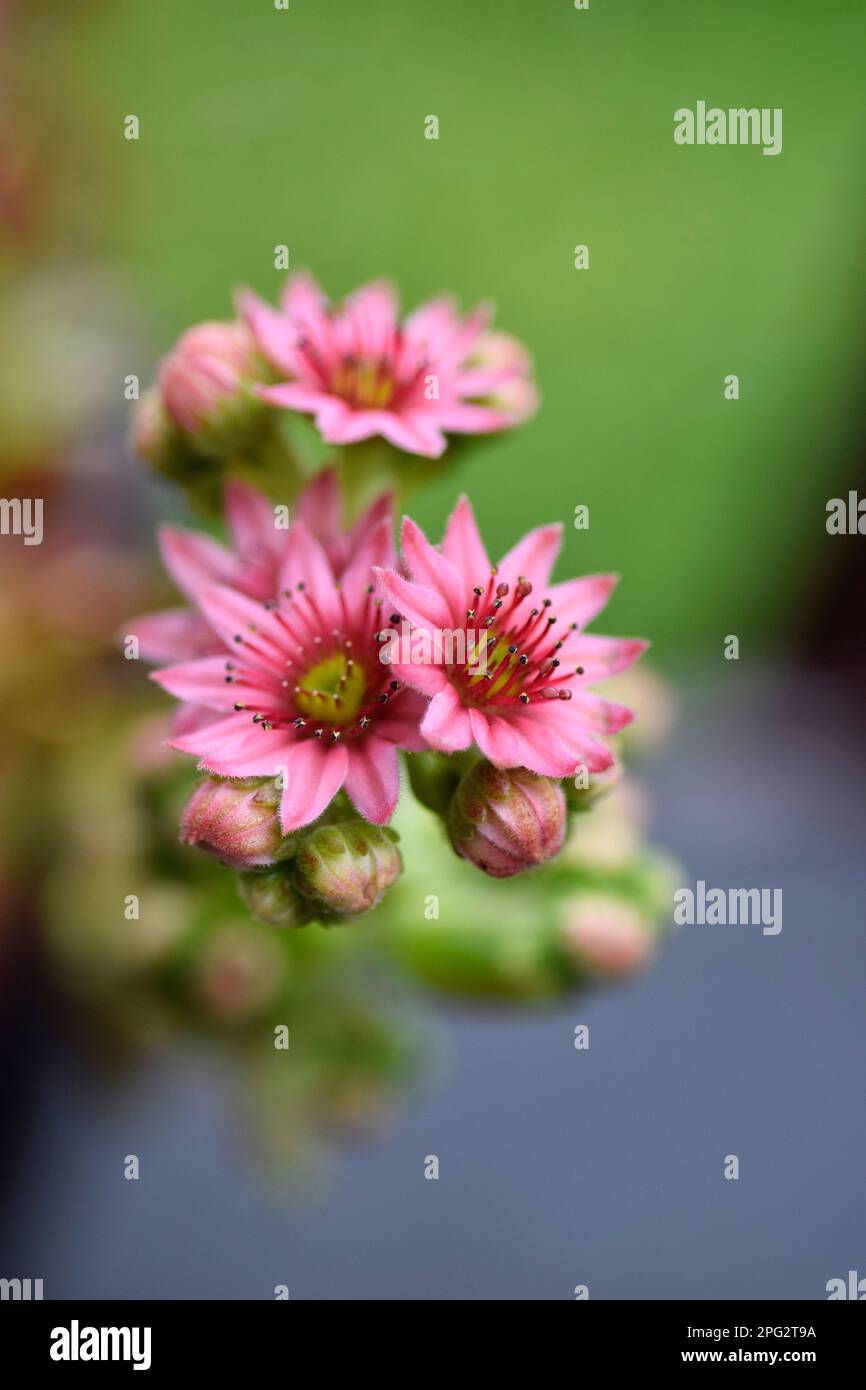 pink flowers of house leek Stock Photo - Alamy