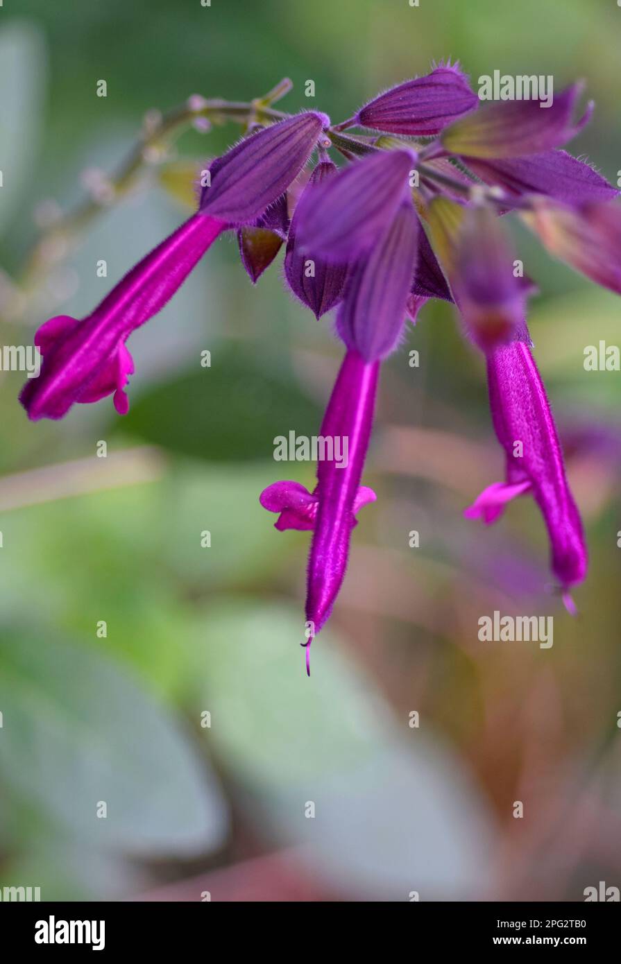 purple sage flowers Stock Photo - Alamy