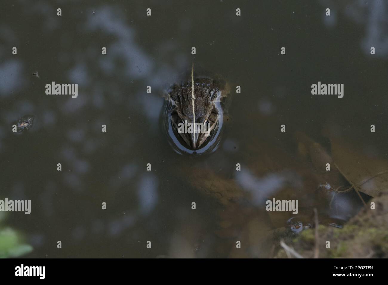 Bullfrog at surface underwater hi-res stock photography and images - Alamy