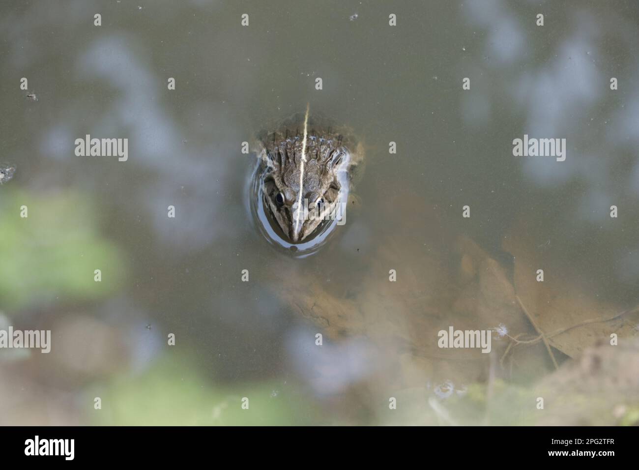 Bullfrog at surface underwater hi-res stock photography and images - Alamy