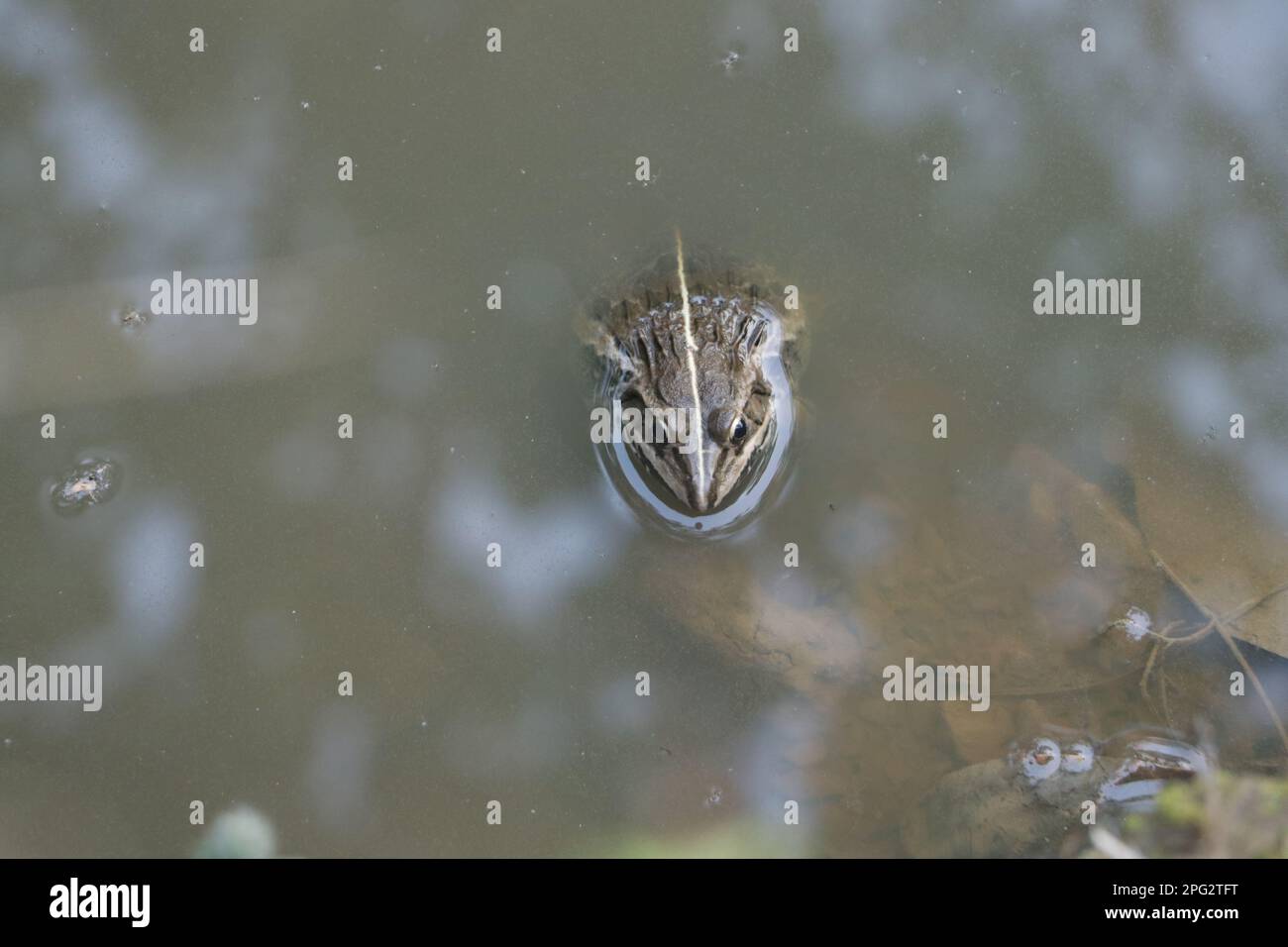 Bullfrog or Indian Bullfrog Stock Photo - Alamy