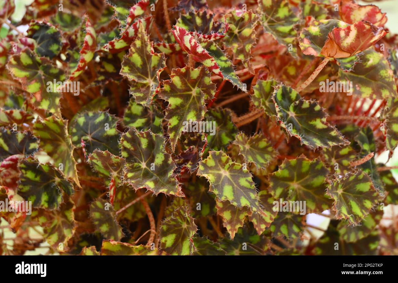 Tiger paw begonia begonia hi-res stock photography and images - Alamy