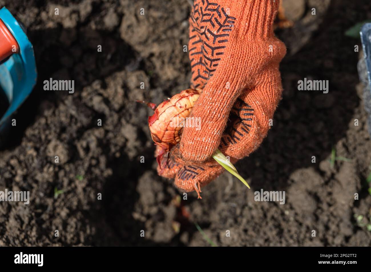 the hand plants bulbs of flowers in the soil Stock Photo - Alamy
