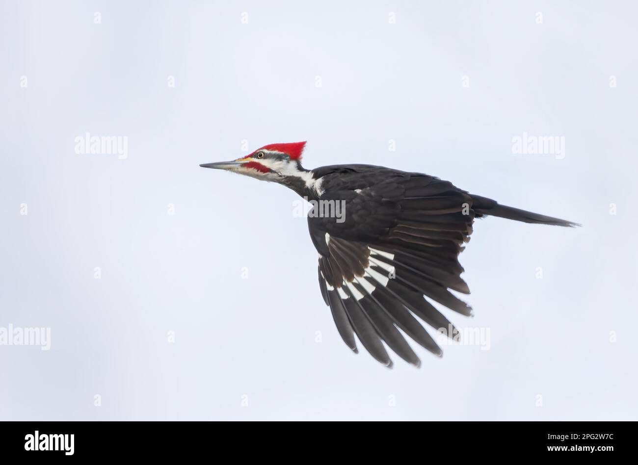 Male Pileated woodpecker in flight hunting for a meal in winter in ...