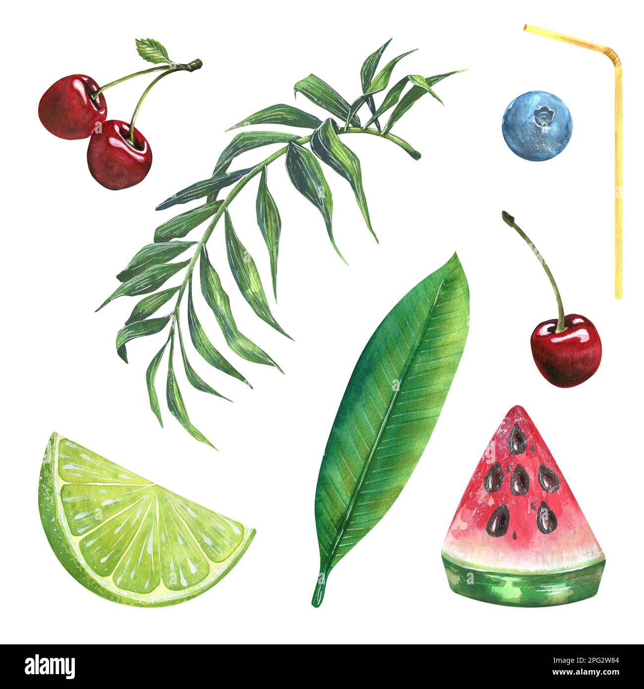 Tropical leaves, watermelon and lime slices, blueberries and cherries ...