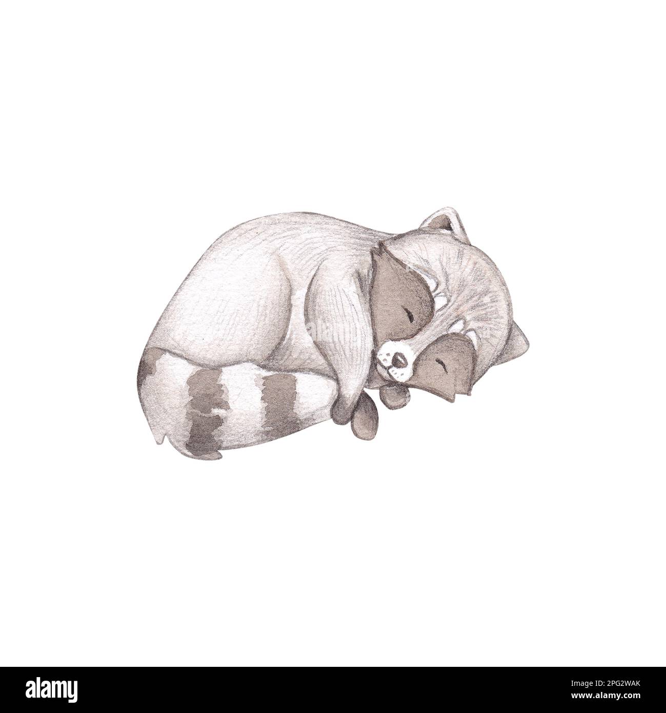 Cute raccoon watercolor on a white background. children's watercolor ...