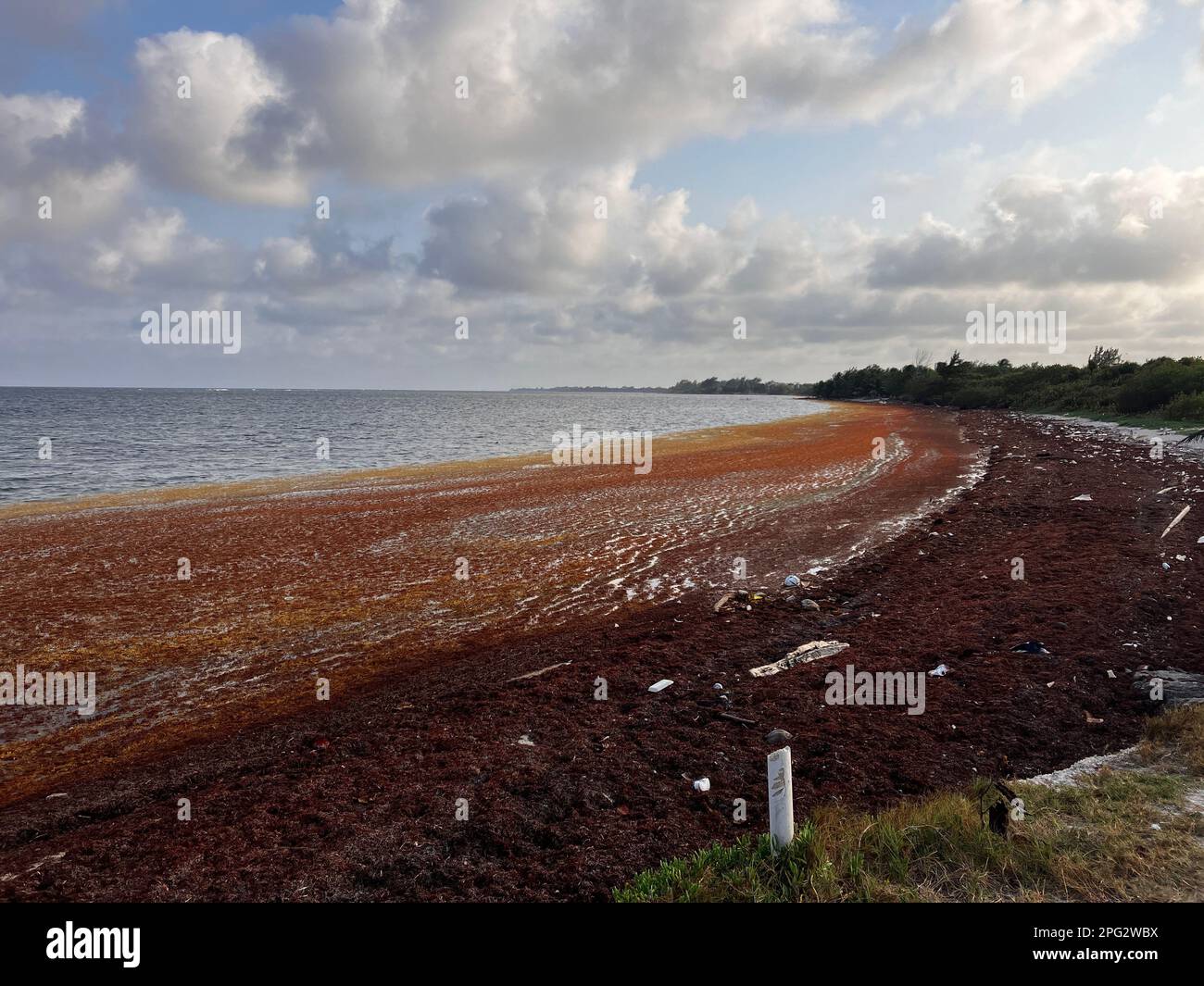 Mahahual, Mexico. 14th Mar, 2023. Brown algae cover a bay and a beach ...