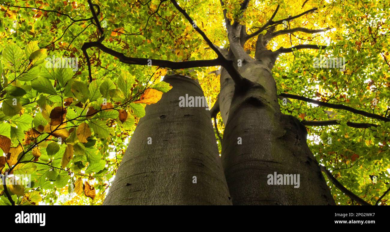 Image of close up of tree trunks over leaves Stock Photo - Alamy