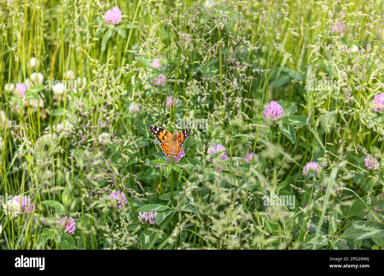 Orange Butterfly in a Summer Meadow with purple Clover Flowers ...