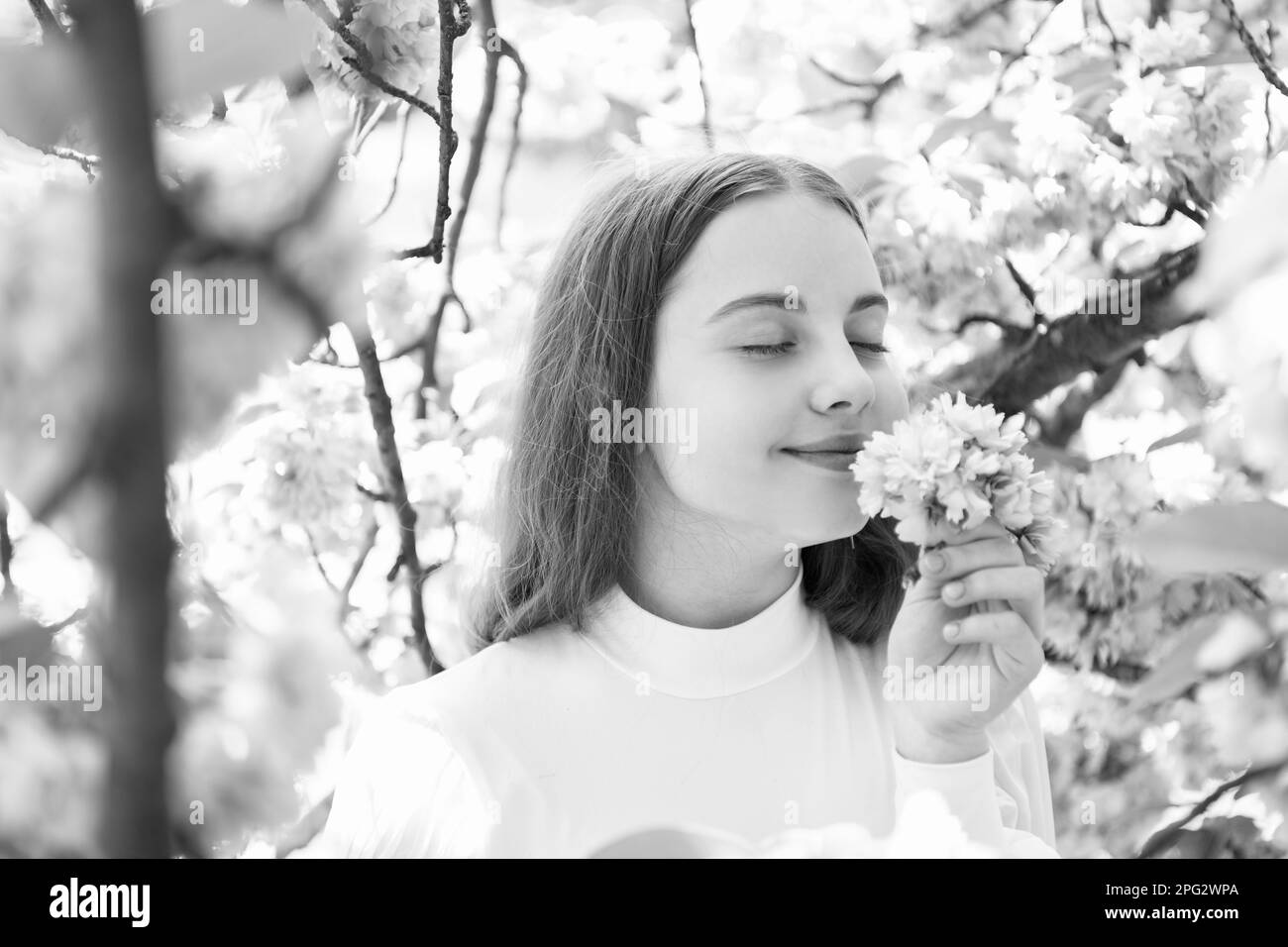 child smell sakura flower bloom in spring Stock Photo - Alamy