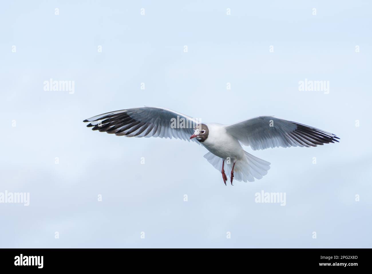 The black-headed gull is a small gull that breeds in much of the ...