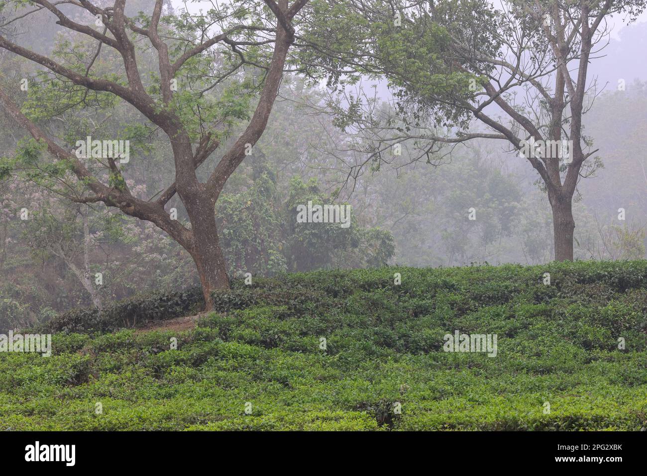 beautiful foggy morning over tea garden.this photo was taken from ...