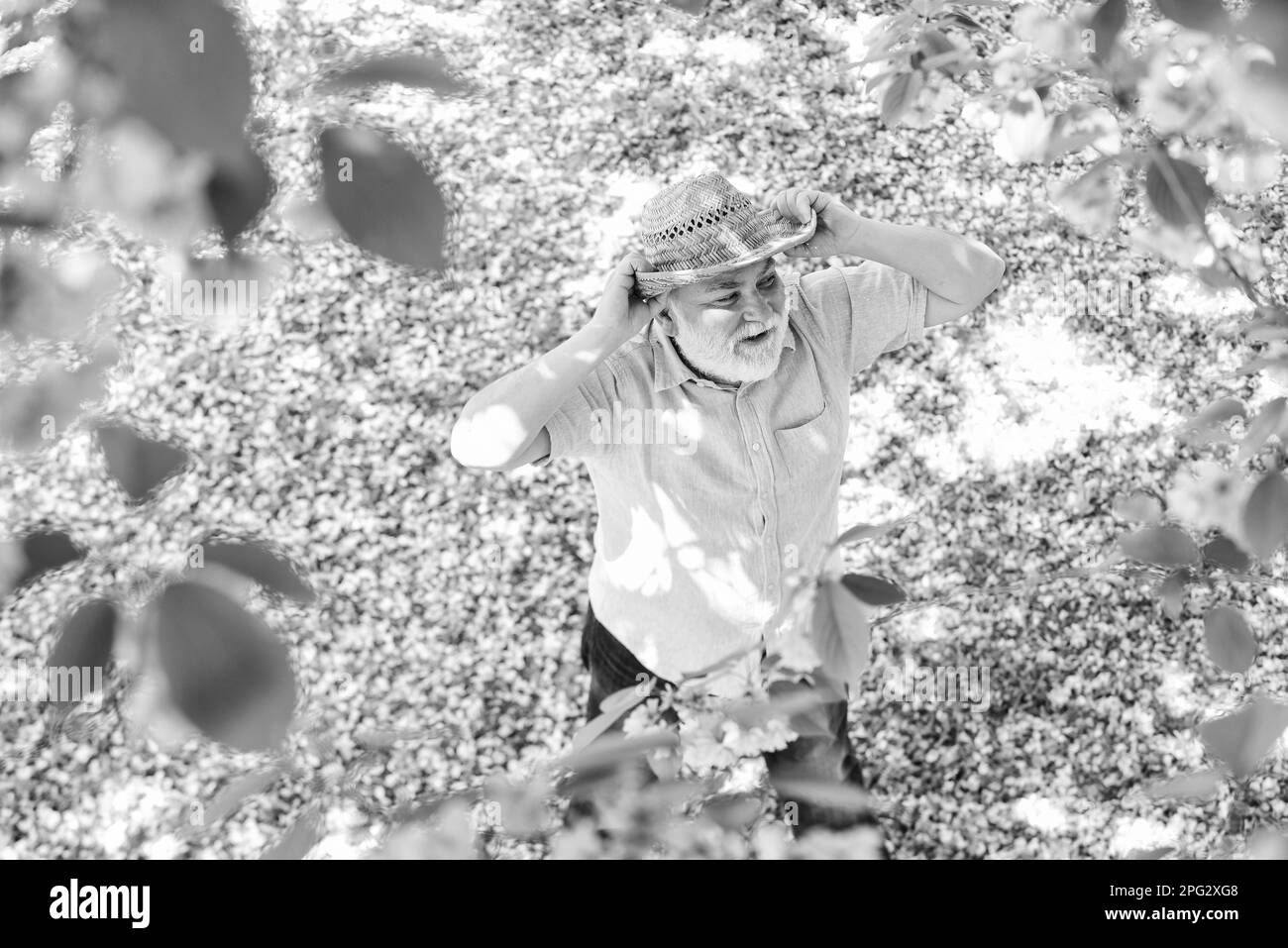 happy man under spring sakura blossom. senior man looking up. good ...