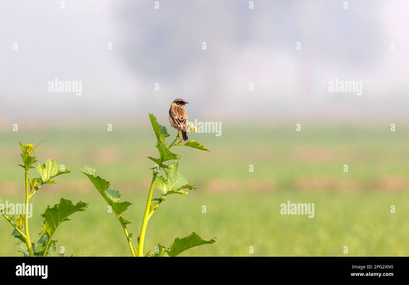 beautiful small bird on the branch, The Siberian stonechat or Asian ...