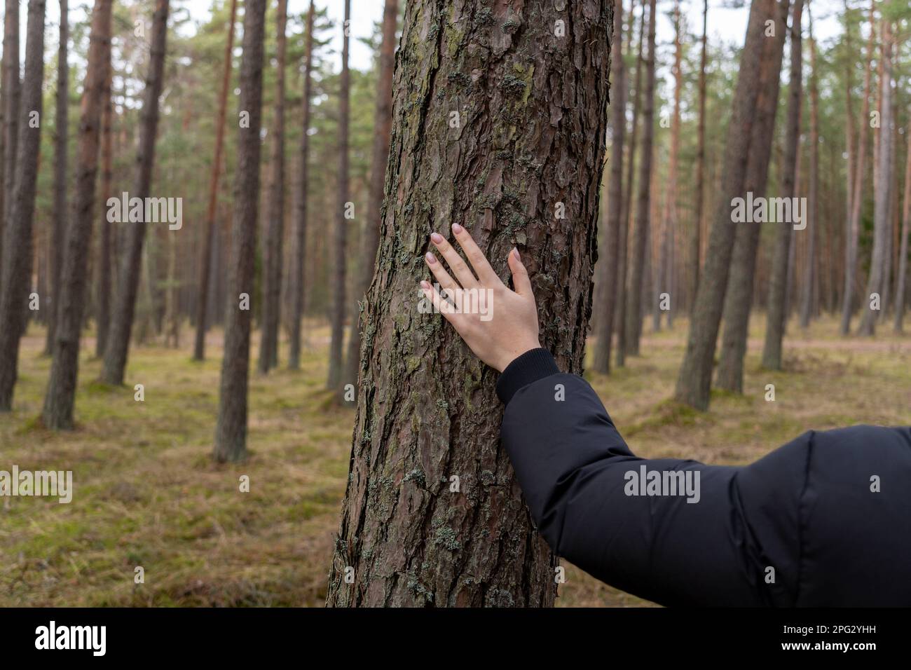 A female's hand lovingly placed on the trunk of a tree in a forest ...