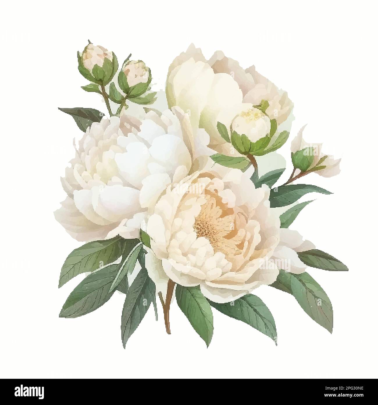 Hand drawn watercolor illustration of beautiful white Peony. Vector ...