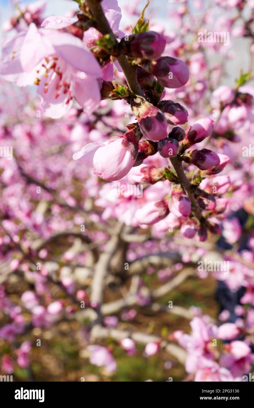 Flowering peach trees, peach trees plantation, Mouries, Bouches-du ...