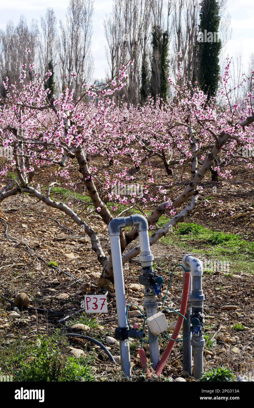 Flowering peach trees, peach trees plantation, Mouries, Bouches-du ...