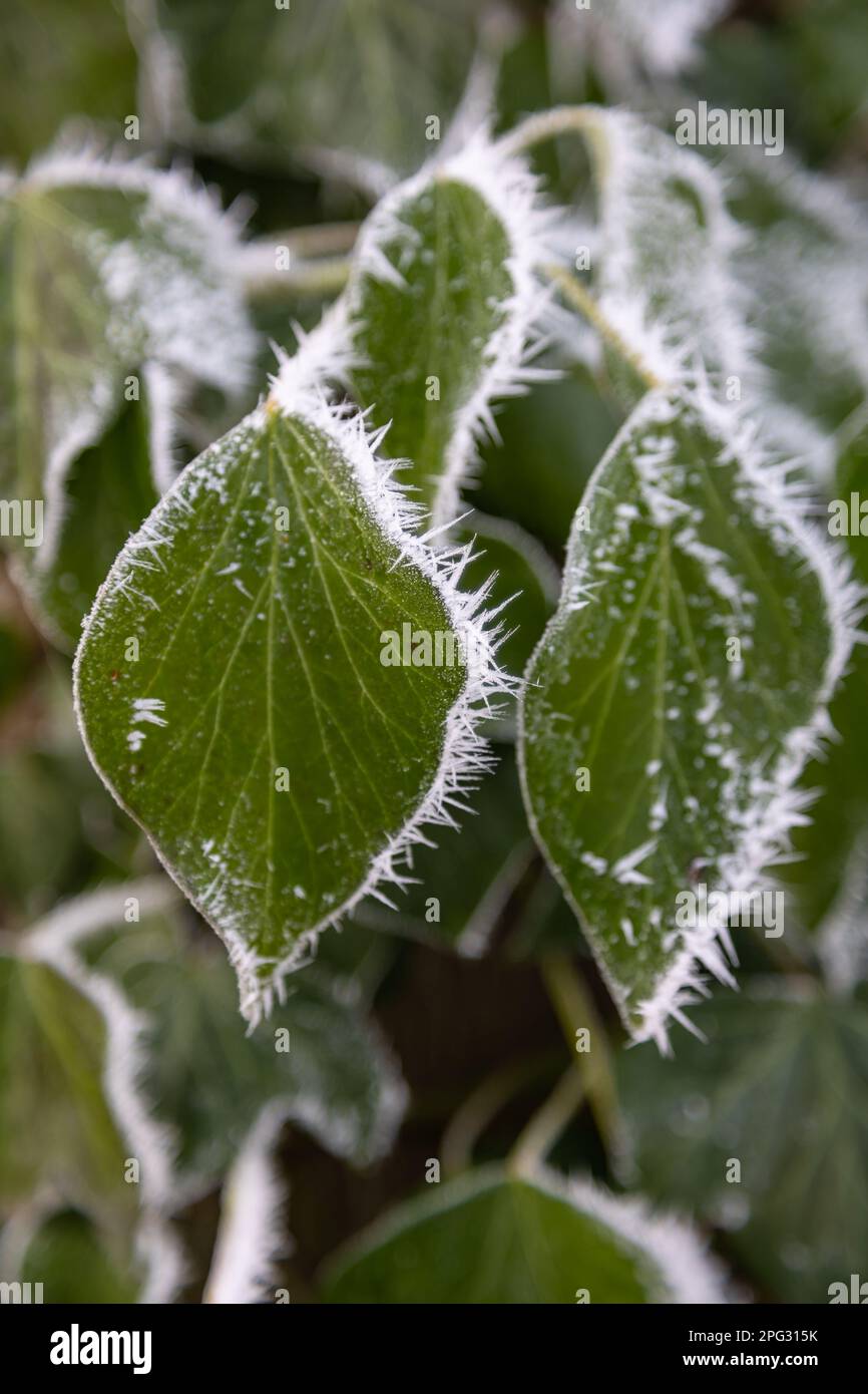 A close-up of green leaves with tiny ice spikes Stock Photo - Alamy