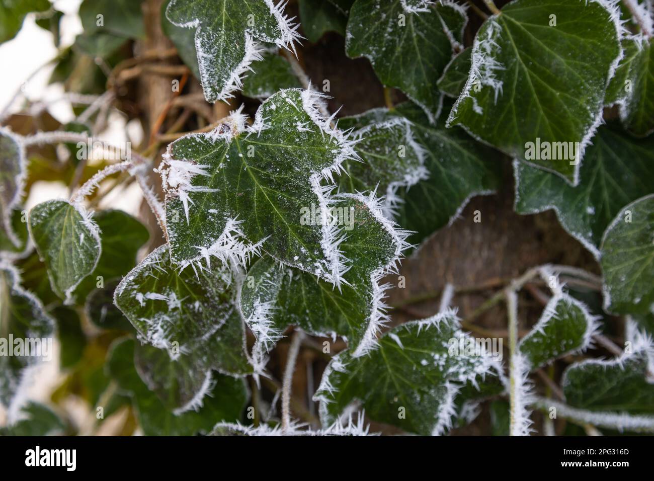 A close-up of winter-coated ivy leaves with tiny ice spikes Stock Photo ...