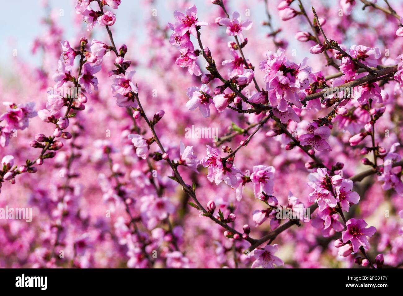 Flowering peach trees, peach trees plantation, Mouries, Bouches-du ...