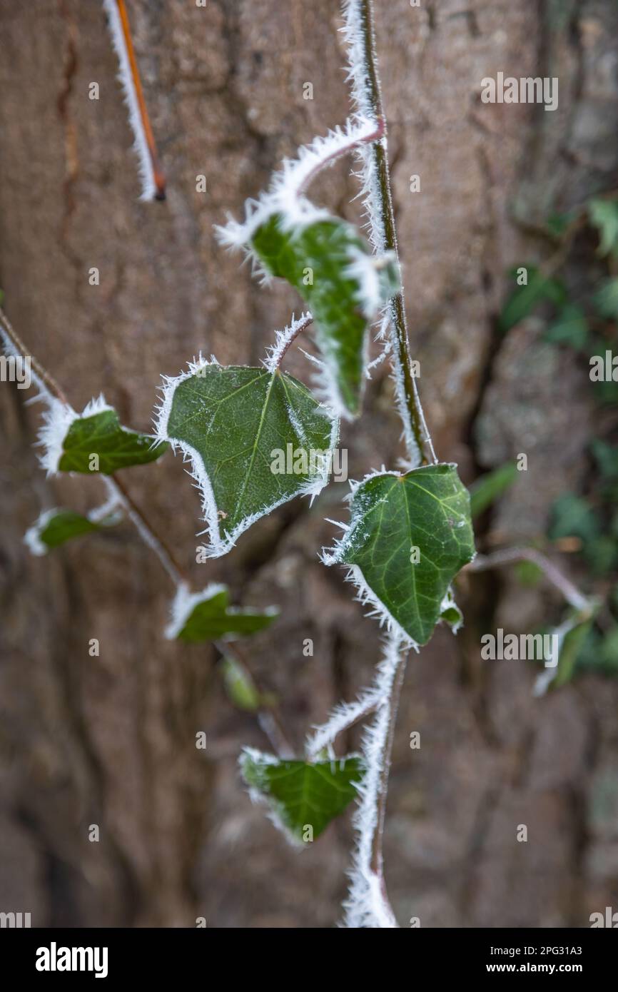 A vertical close-up of ivy leaves with tiny ice spikes Stock Photo - Alamy