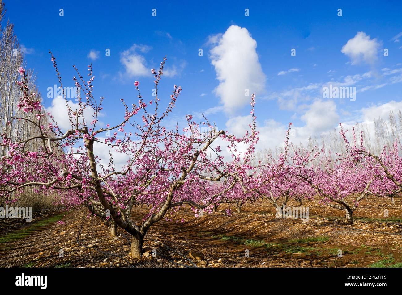 Flowering peach trees, peach trees plantation, Mouries, Bouches-du ...
