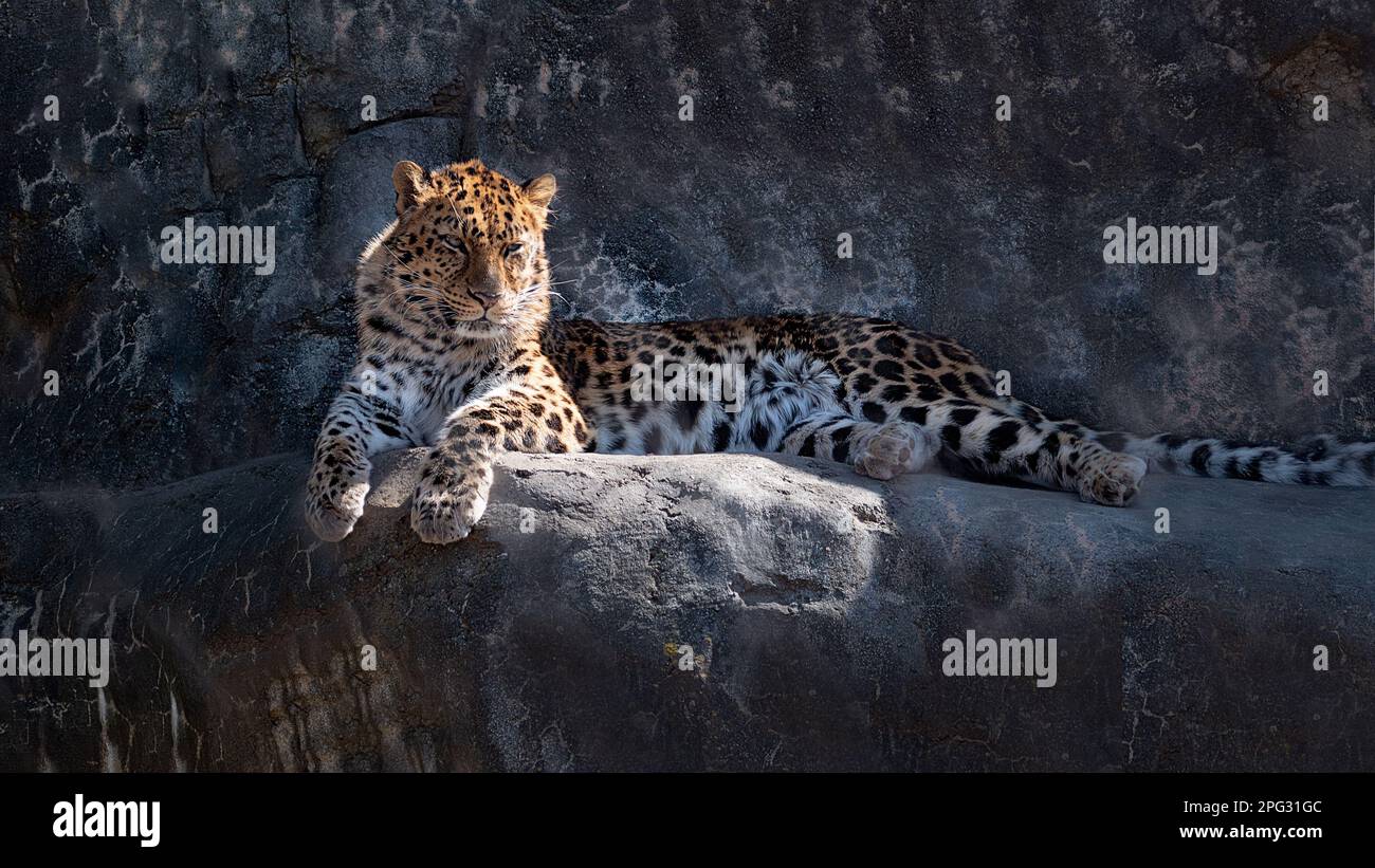 The leopard is resting atop a large rock Stock Photo - Alamy