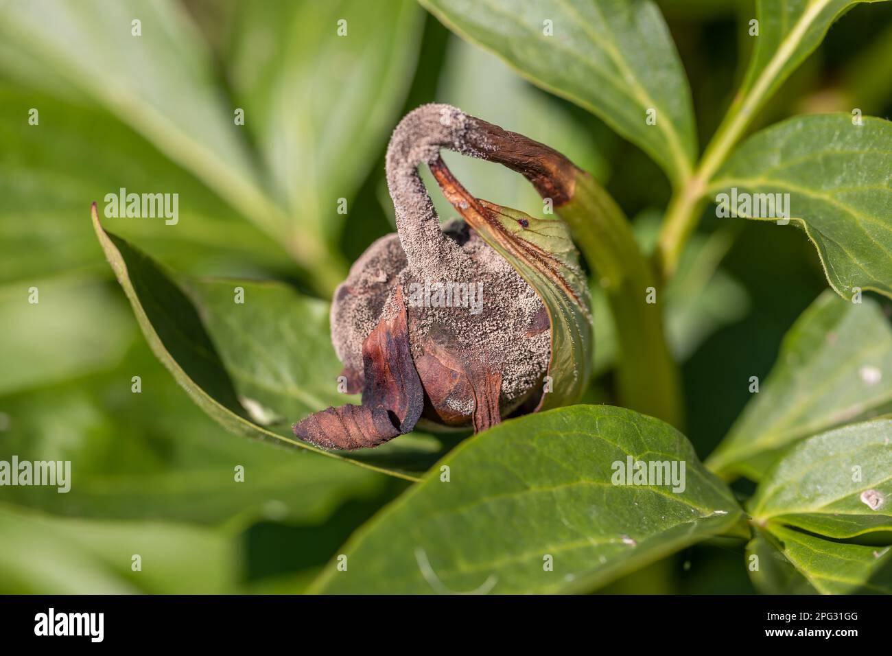 The gray rot on a peony bud Stock Photo - Alamy