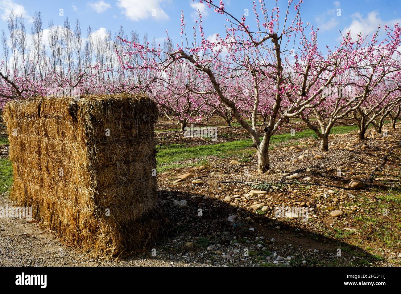 Flowering peach trees, peach trees plantation, Mouries, Bouches-du ...