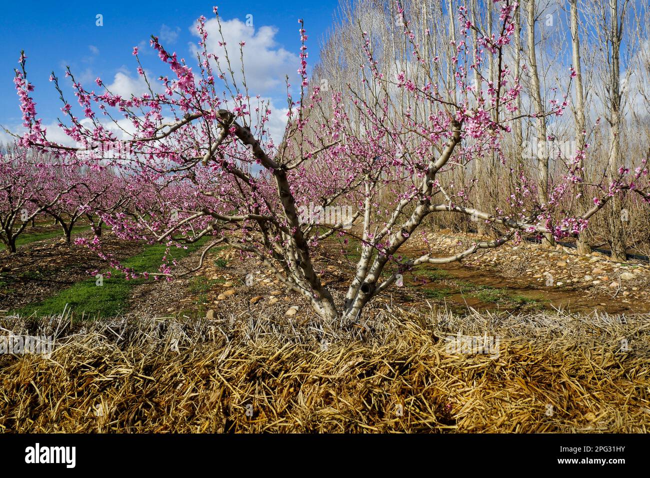 Flowering peach trees, peach trees plantation, Mouries, Bouches-du ...
