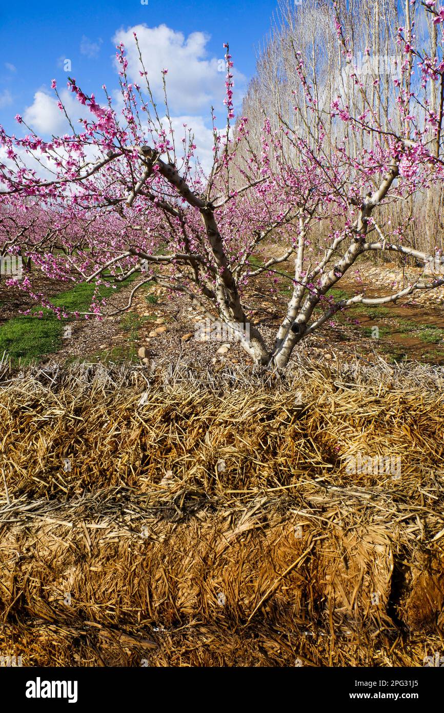 Flowering peach trees, peach trees plantation, Mouries, Bouches-du ...