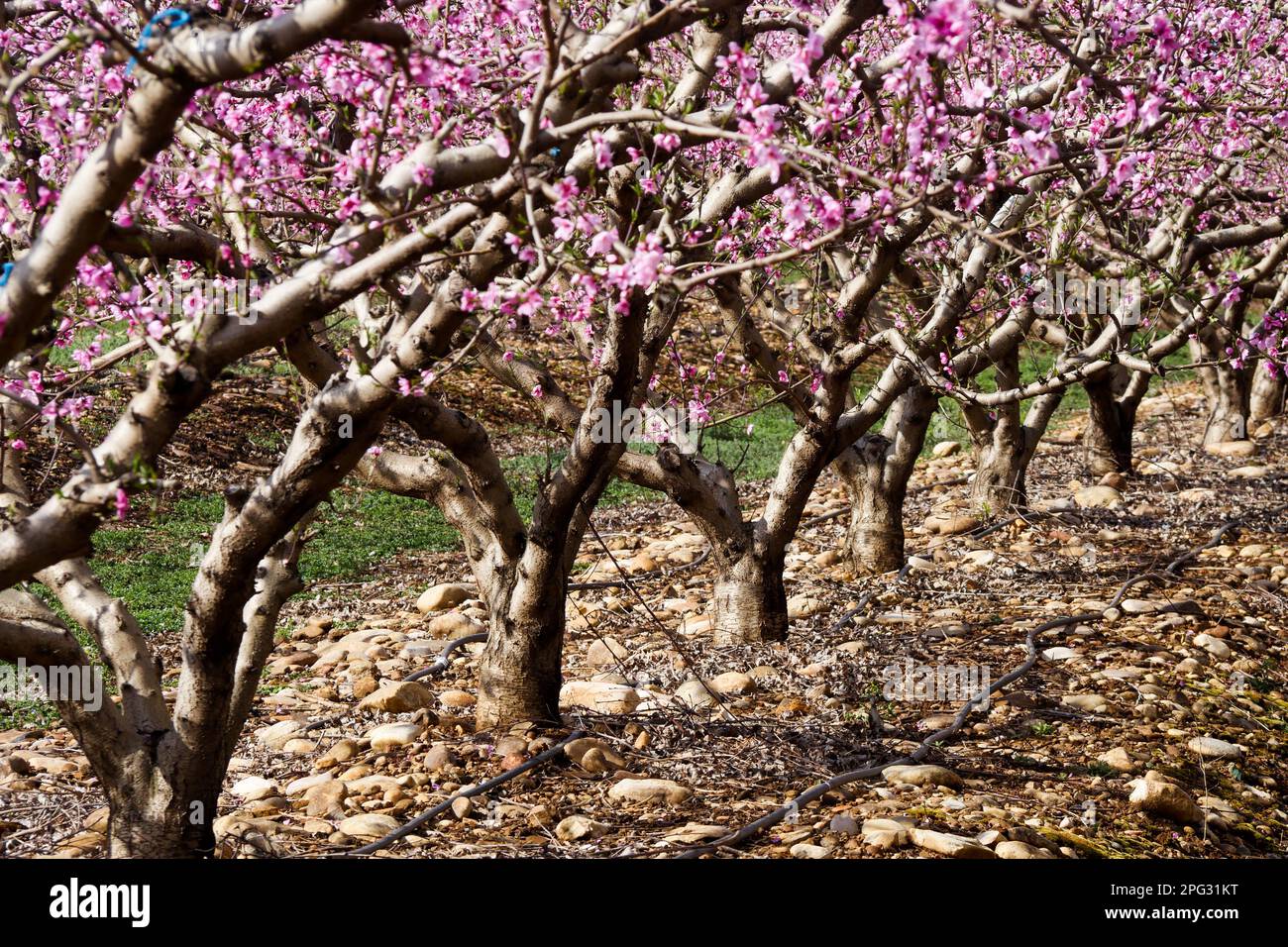 Flowering peach trees, peach trees plantation, Mouries, Bouches-du ...