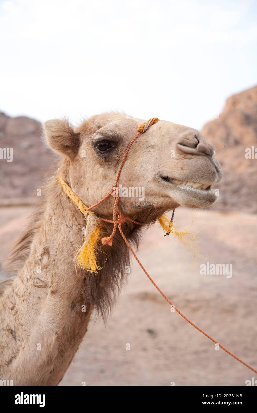 Grinning camel hi-res stock photography and images - Alamy