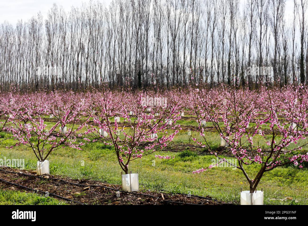 Flowering peach trees, peach trees plantation, Mouries, Bouches-du ...