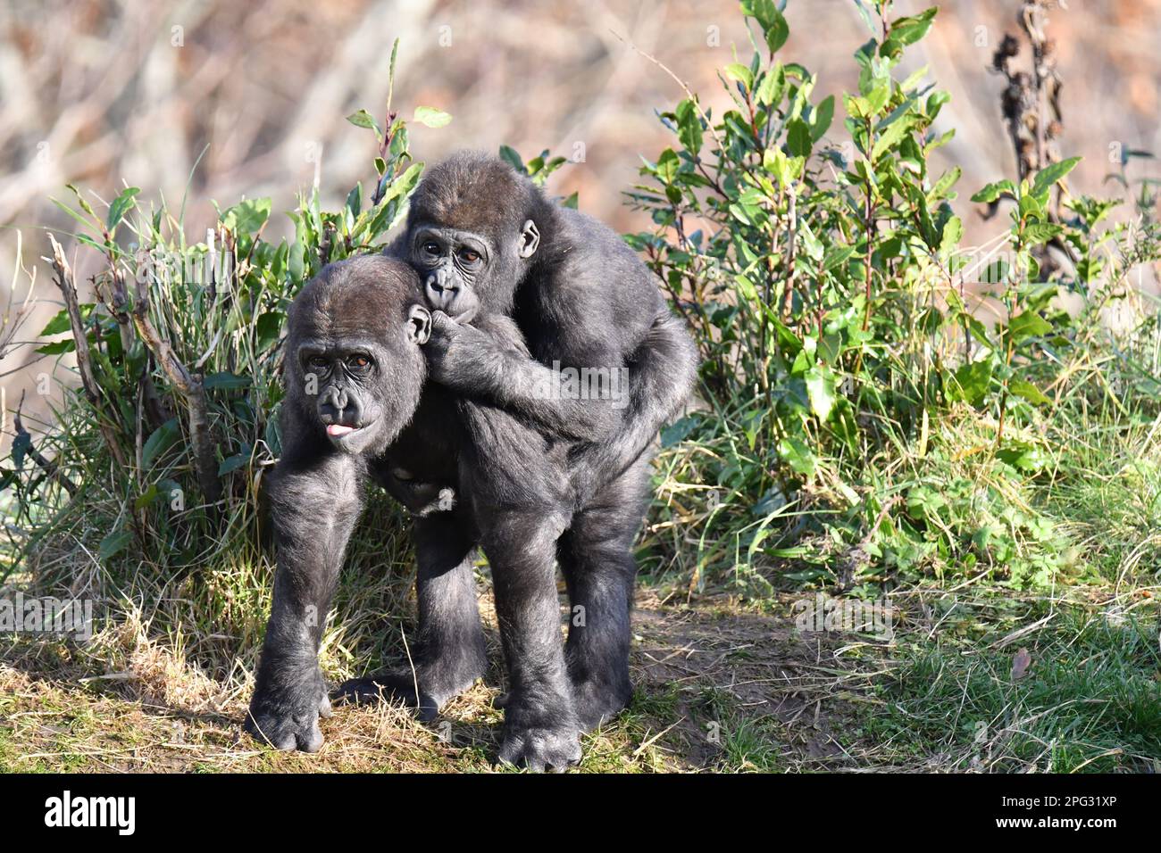 An affectionate moment between a juvenile and an adult gorilla captured ... An affectionate moment between a juvenile and an adult gorilla captured ...