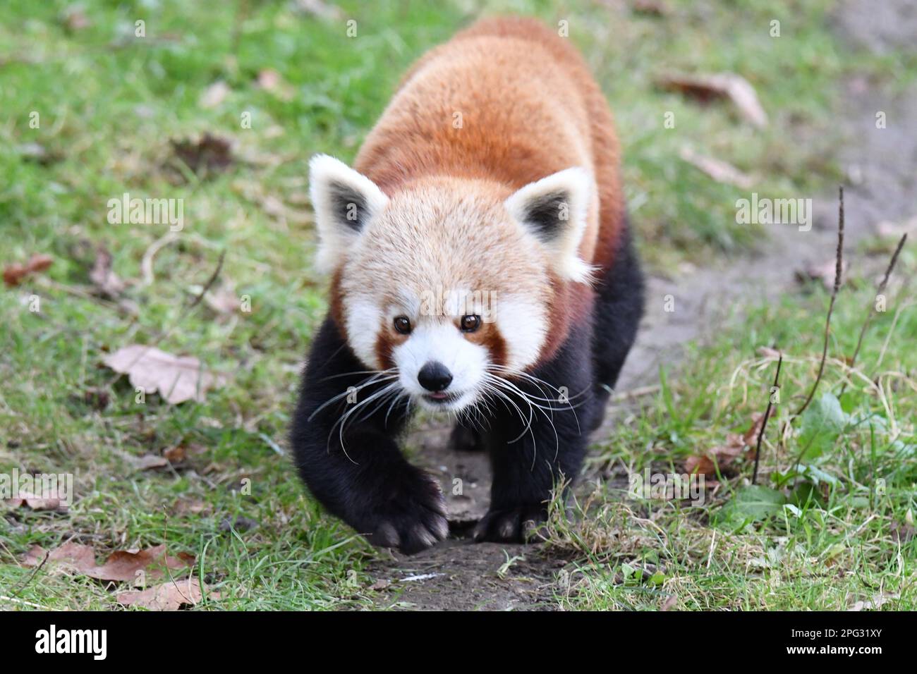 A red panda ambling along a grassy path in a natural outdoor setting ...