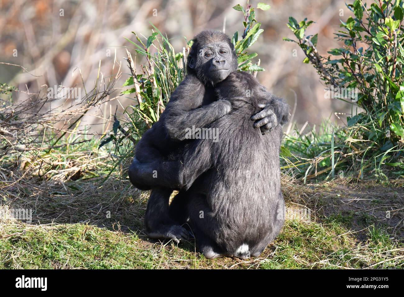 Gorilla hug hi-res stock photography and images - Alamy